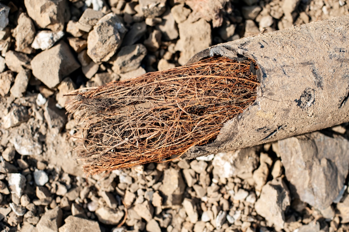 Roots In Sewer Line: What To Do When Tree Roots Invade?